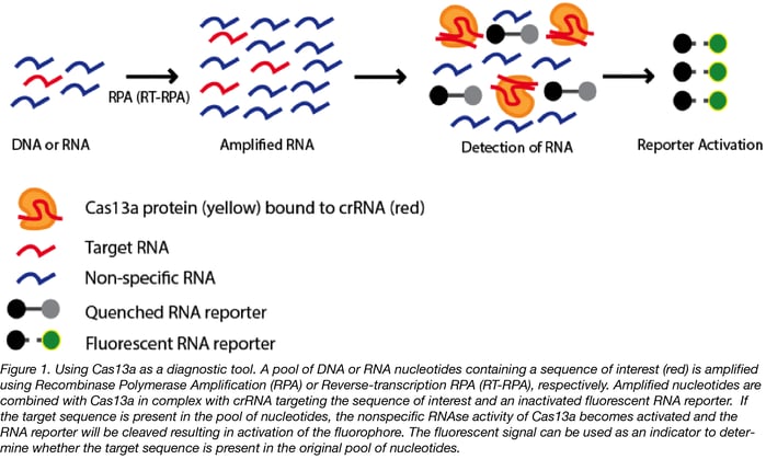 CRISPR 101: Targeting RNA with Cas13a (C2c2)